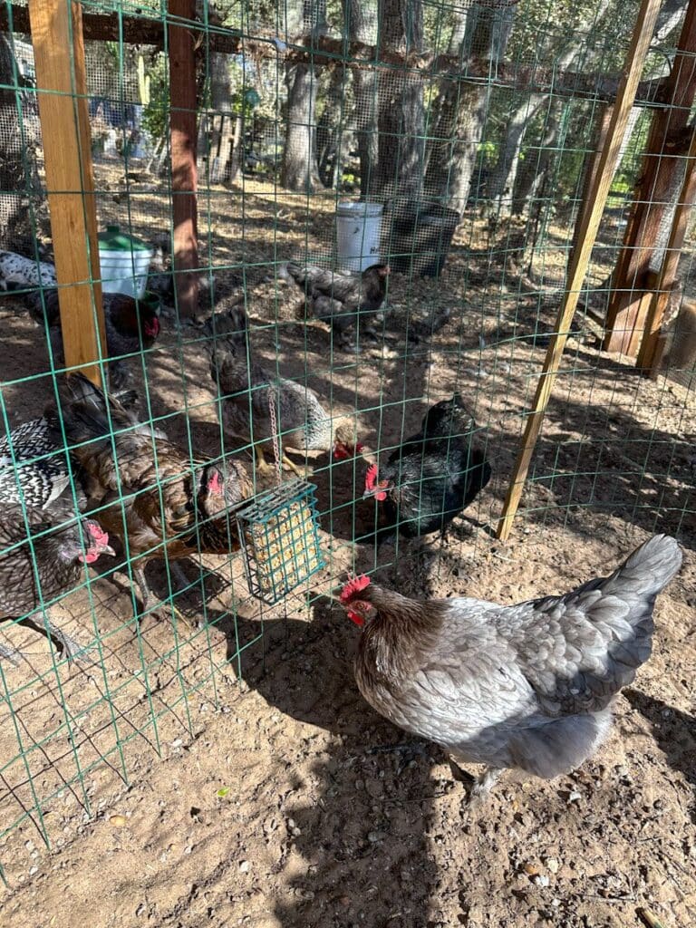 The Best Way to Break a Broody Hen (and How to Prevent It) ~ Homestead ...