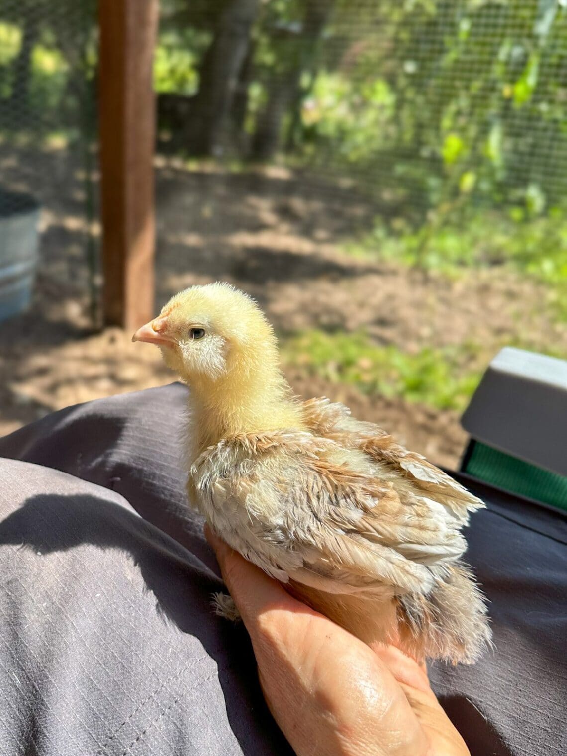 Molting Chickens 101: When, Why, and Special Care ~ Homestead and Chill