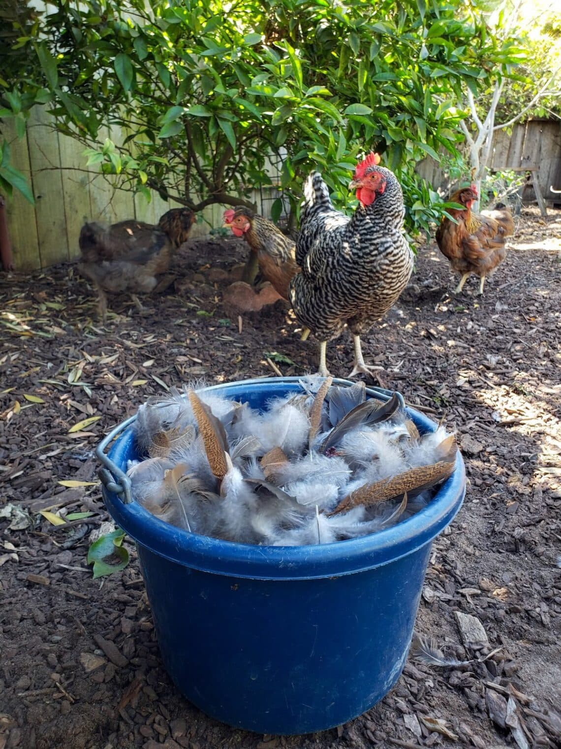 Molting Chickens 101: When, Why, and Special Care ~ Homestead and Chill