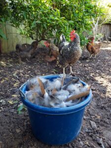 Molting Chickens 101: When, Why, and Special Care ~ Homestead and Chill