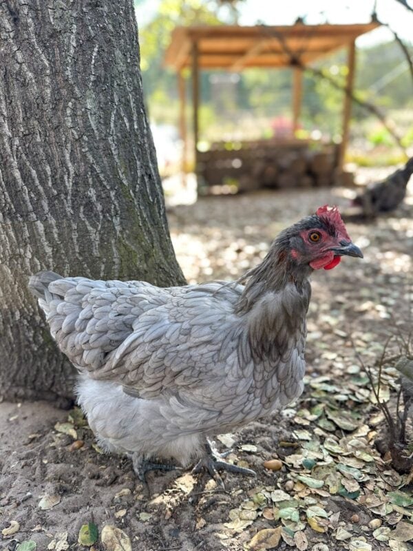 Molting Chickens 101: When, Why, and Special Care ~ Homestead and Chill