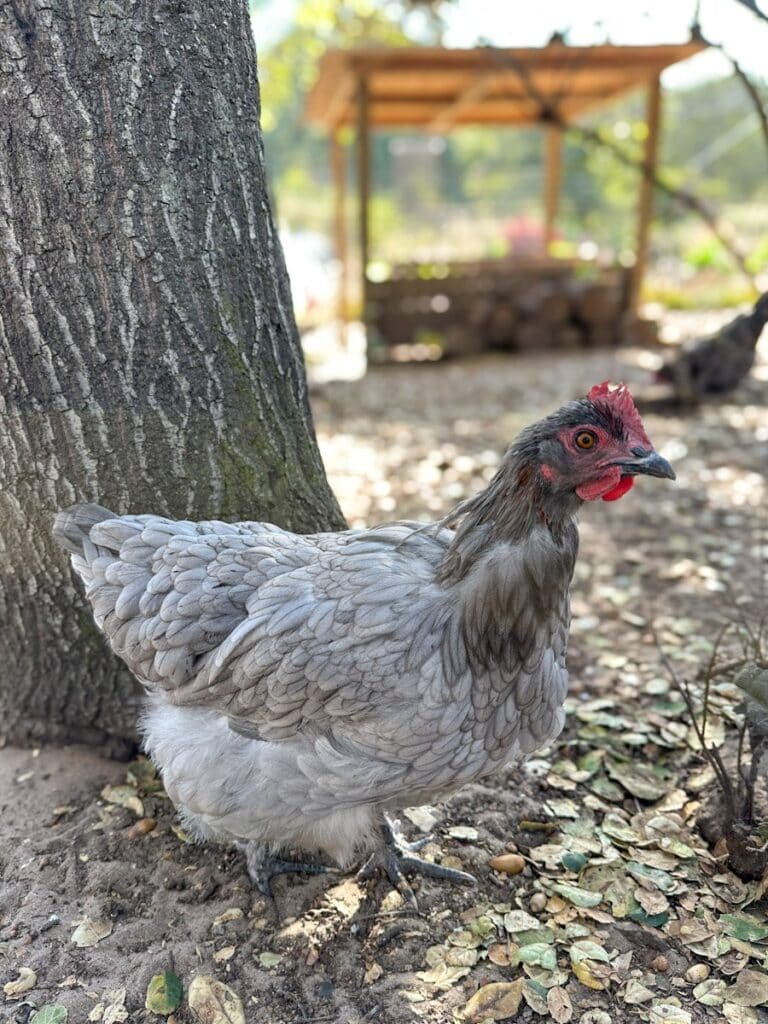 Molting Chickens 101: When, Why, and Special Care ~ Homestead and Chill