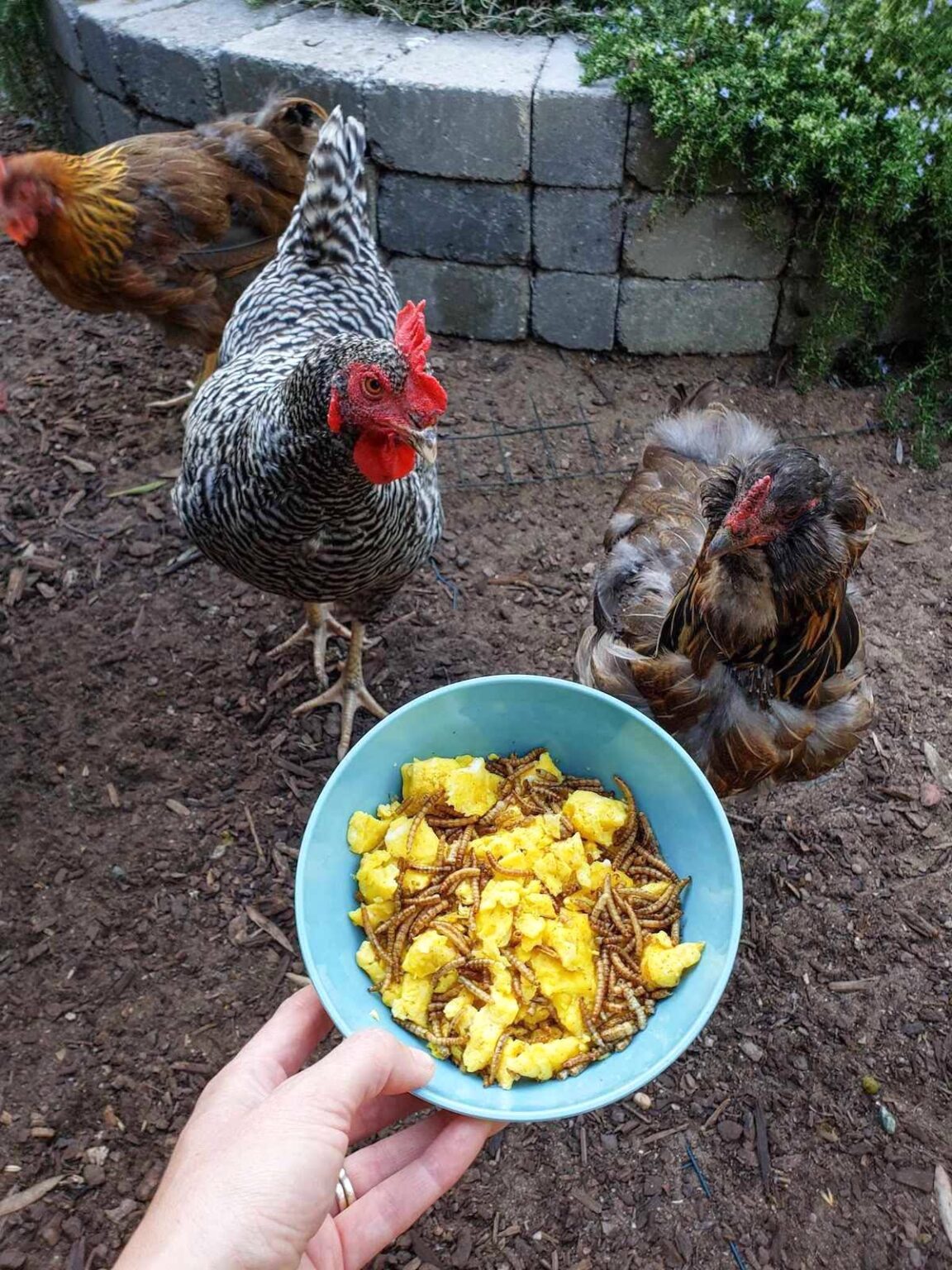 Molting Chickens 101: When, Why, and Special Care ~ Homestead and Chill