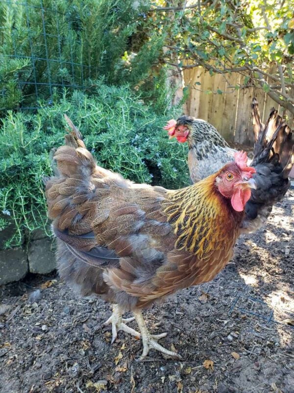 Molting Chickens 101: When, Why, and Special Care ~ Homestead and Chill