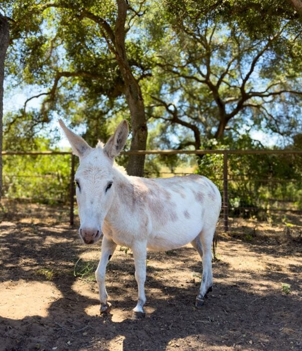 Caring for Mini Donkeys: 13 Important Things Beginners Should Know ...