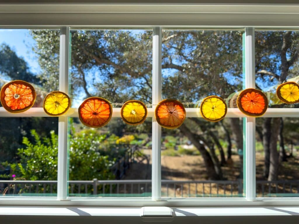 How to Dry Orange Slices for Holiday Decorations (Oven or Dehydrator ...
