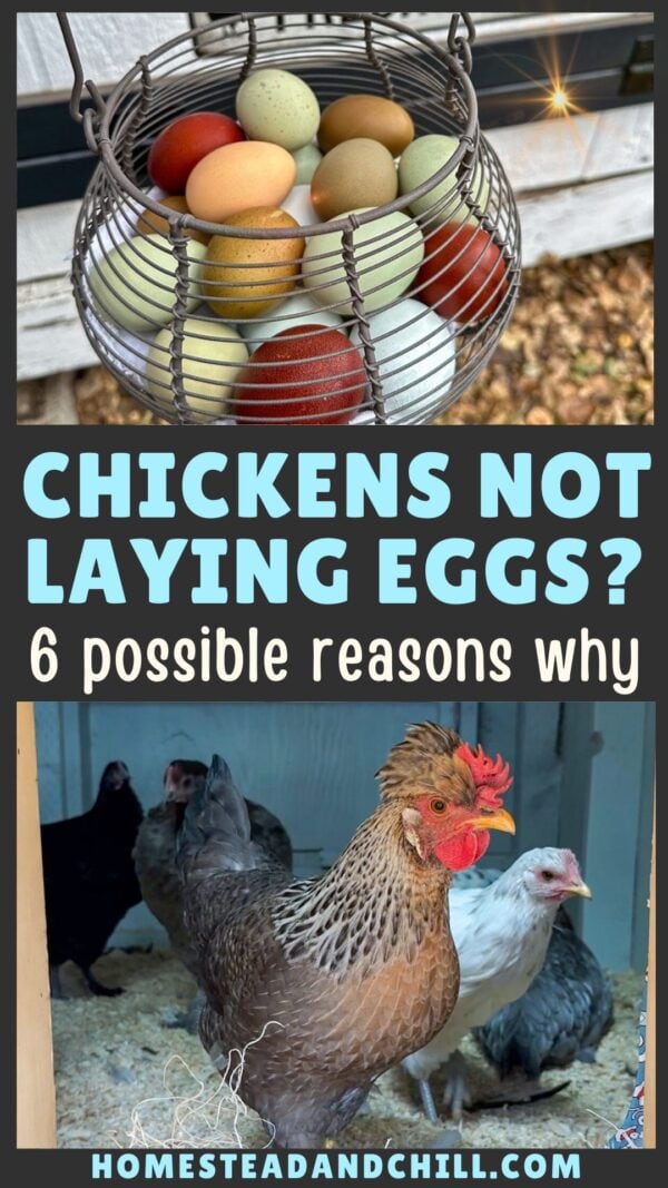 Chickens Not Laying Eggs? 6 Possible Reasons Why ~ Homestead and Chill