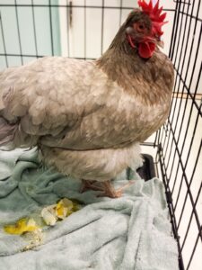 Chickens Not Laying Eggs? 6 Possible Reasons Why ~ Homestead and Chill