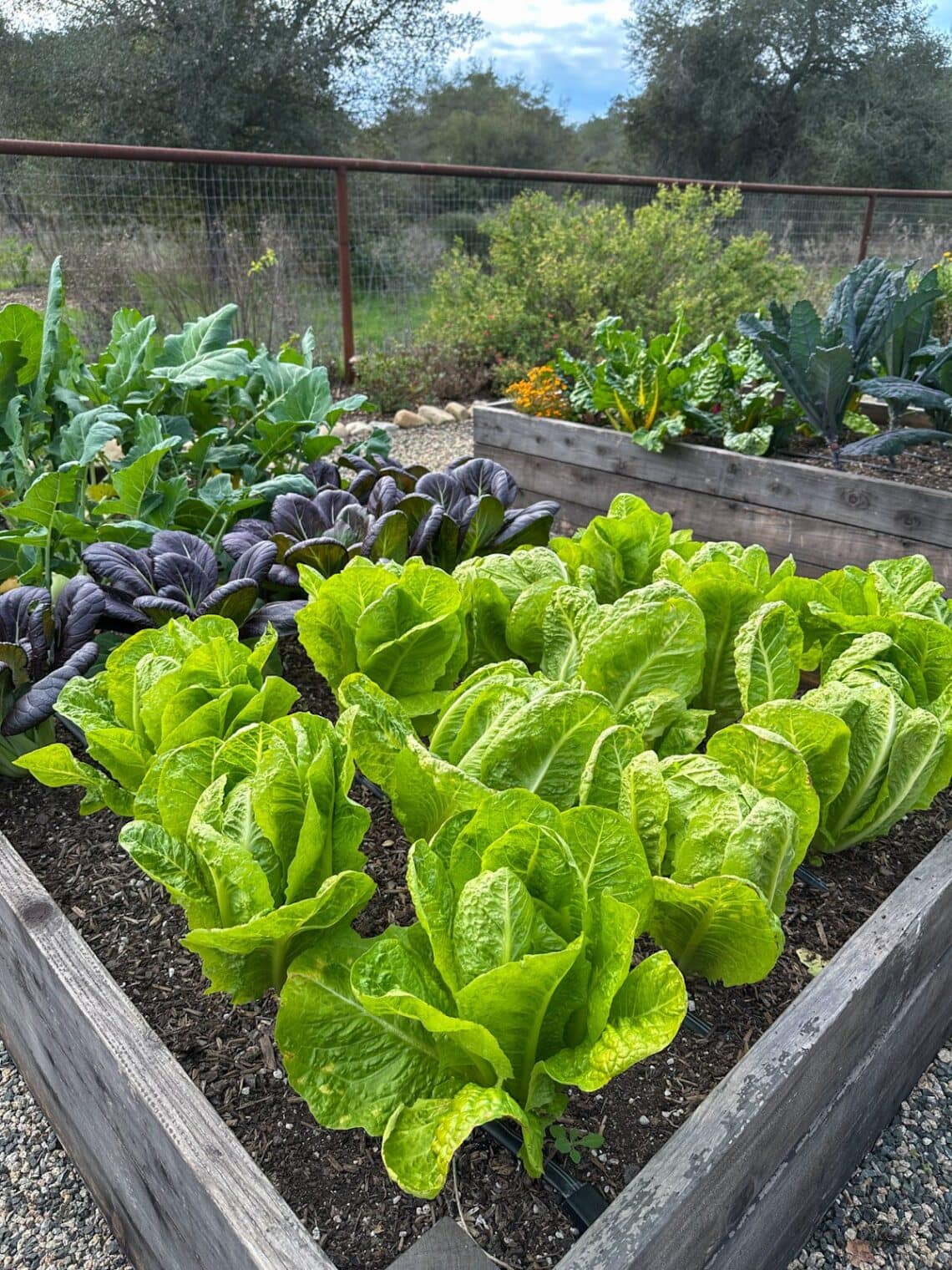 13 Best Places to Buy Vegetable Seeds: Organic, Heirloom, Non-GMO ...