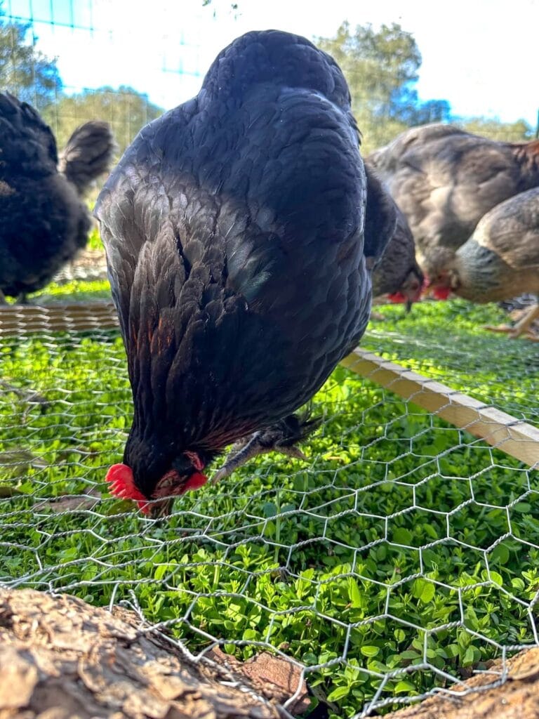 How to Make a Chicken Grazing Box (Chicken Run Idea) ~ Homestead and Chill