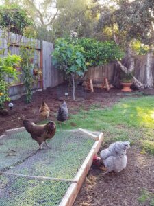 How to Make a Chicken Grazing Box (Chicken Run Idea) ~ Homestead and Chill