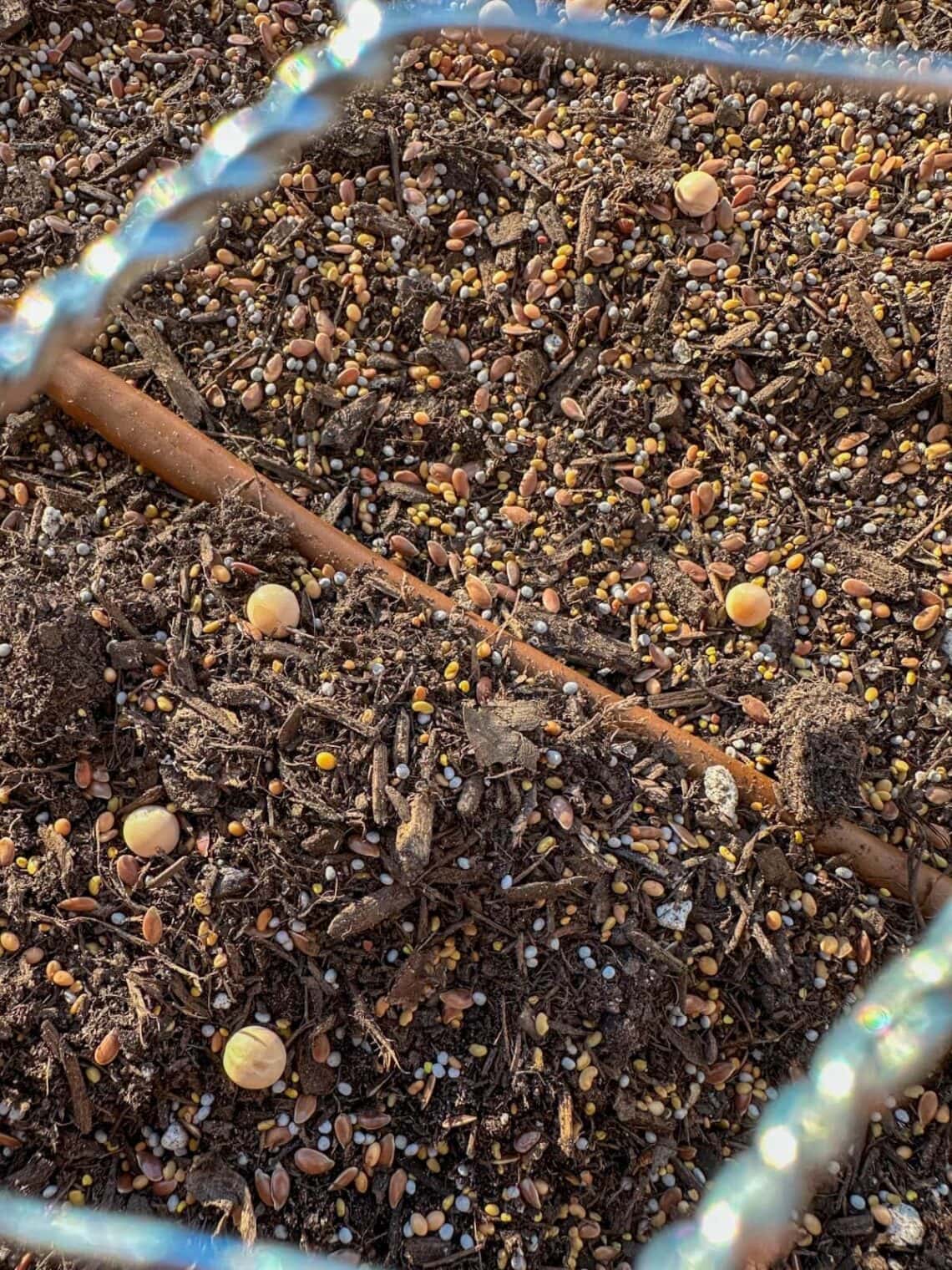 How to Make a Chicken Grazing Box (Chicken Run Idea) ~ Homestead and Chill