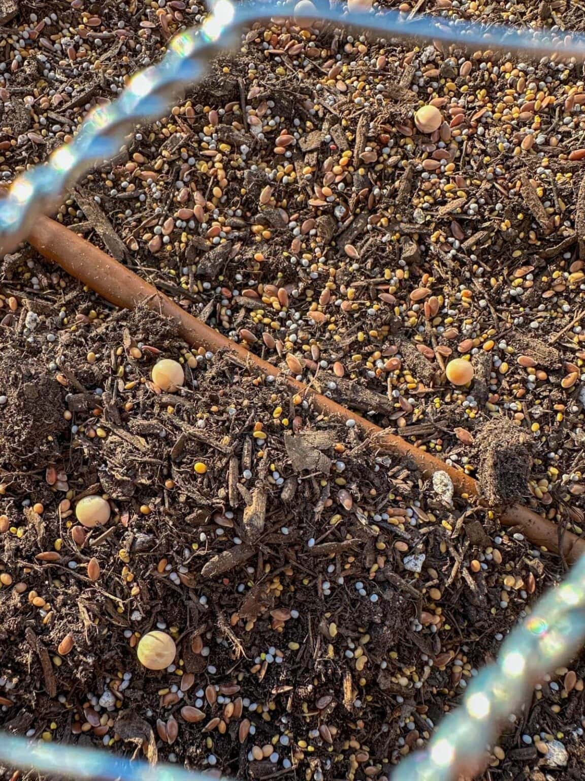 How to Make a Chicken Grazing Box (Chicken Run Idea) ~ Homestead and Chill