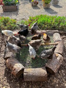 How to Make a Chicken Grazing Box (Chicken Run Idea) ~ Homestead and Chill