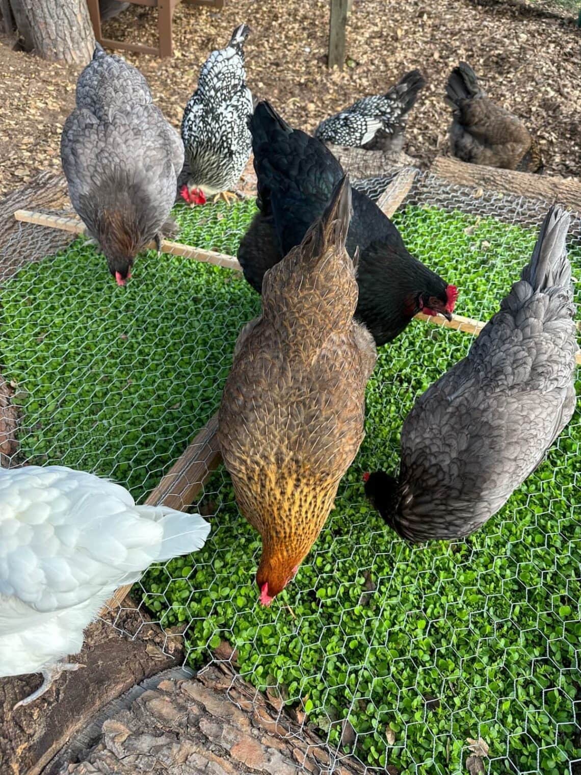 How to Make a Chicken Grazing Box (Chicken Run Idea) ~ Homestead and Chill