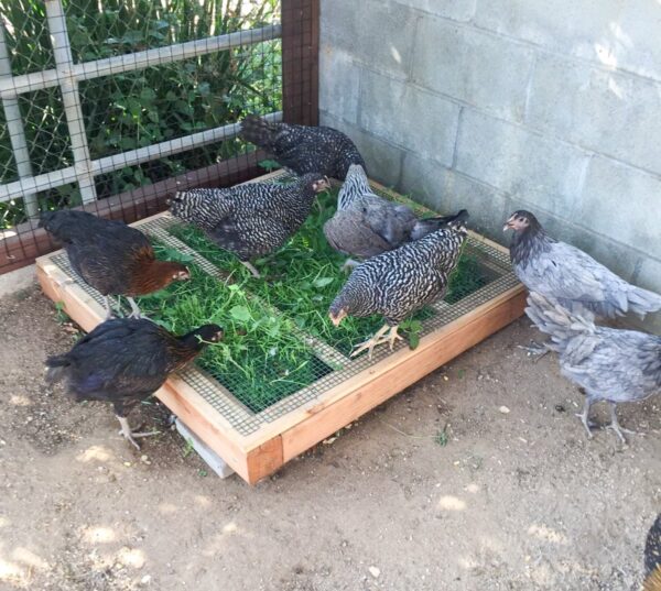 How to Make a Chicken Grazing Box (Chicken Run Idea) ~ Homestead and Chill