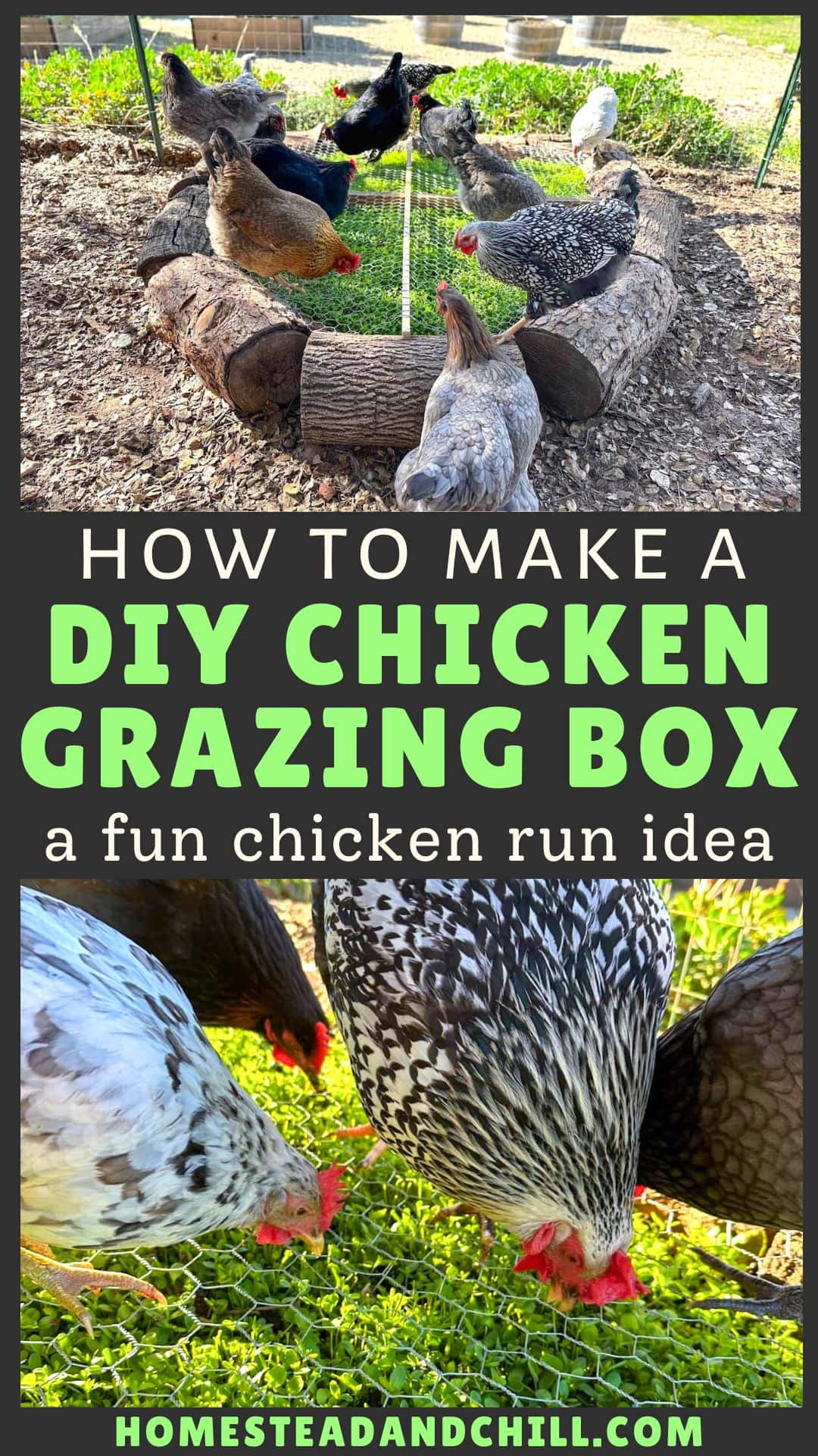 How to Make a Chicken Grazing Box (Chicken Run Idea) ~ Homestead and Chill