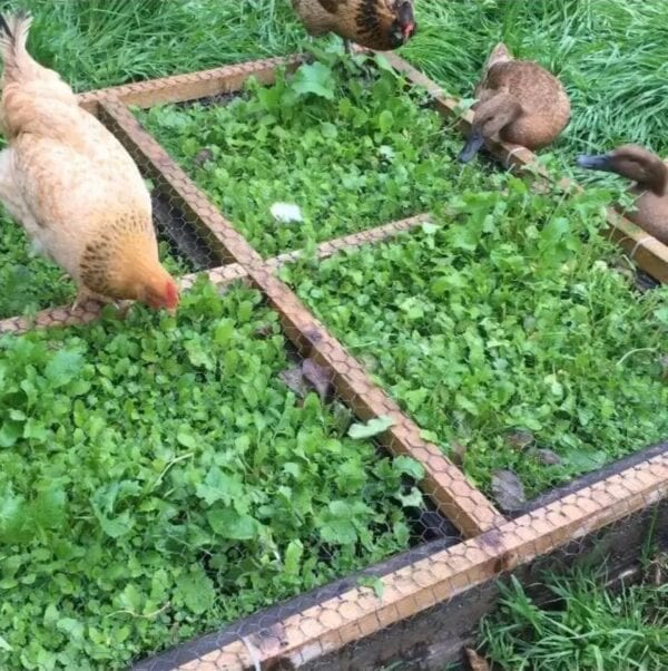 How to Make a Chicken Grazing Box (Chicken Run Idea) ~ Homestead and Chill