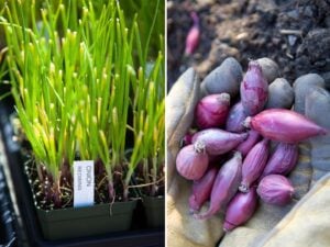 How to Plant and Grow Onions From Seed, Sets, or Seedlings ~ Homestead ...