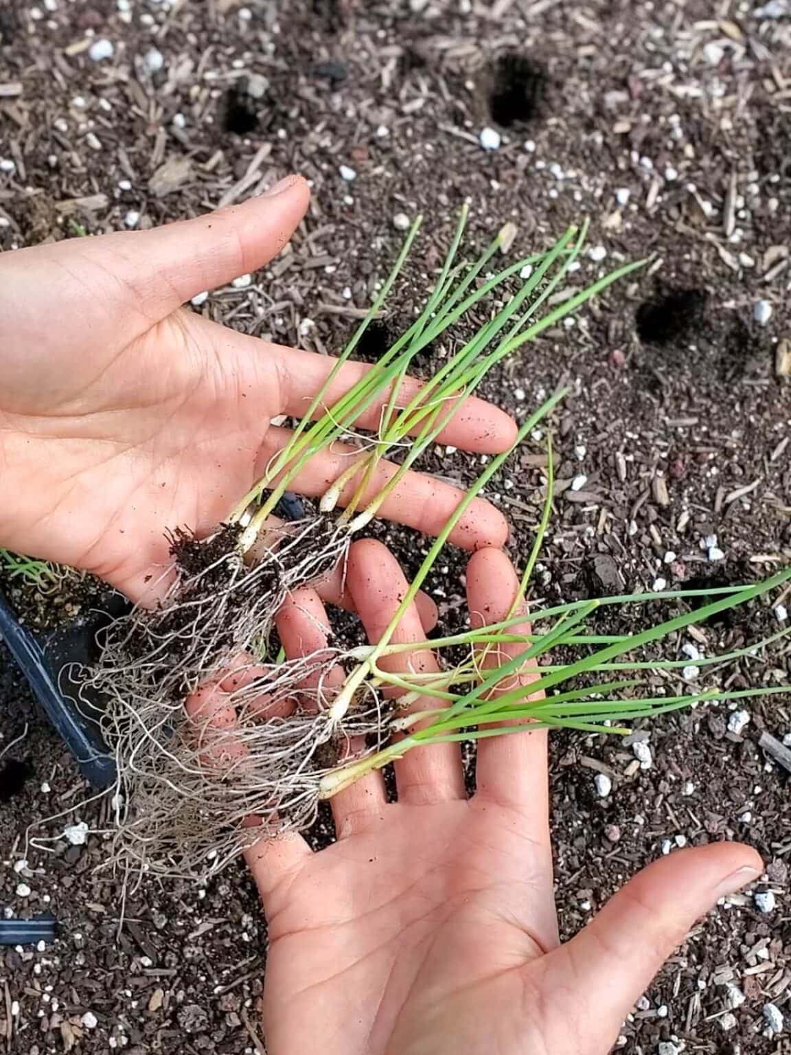 How and When to Thin Seedlings: Tips for Fast Healthy Growth ...