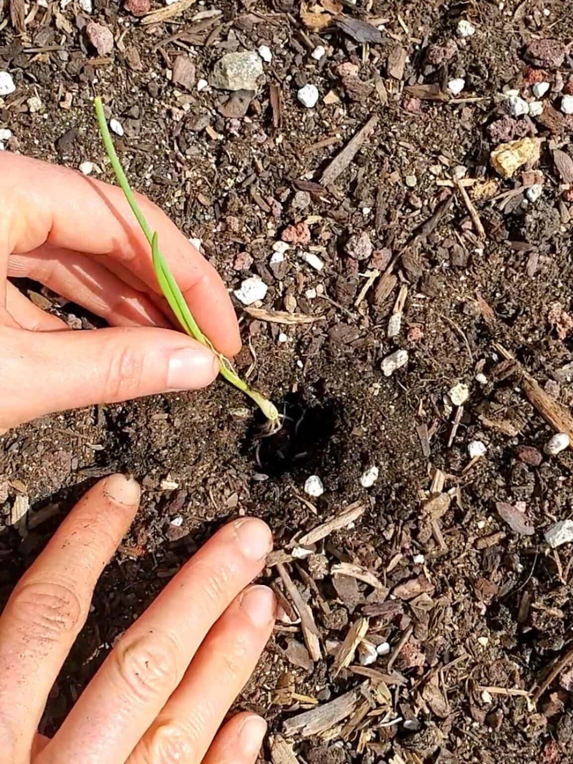 How to Plant and Grow Onions From Seed, Sets, or Seedlings ~ Homestead ...