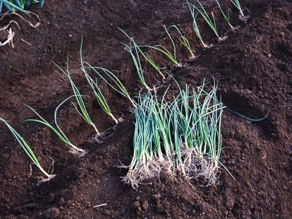 How to Plant and Grow Onions From Seed, Sets, or Seedlings ~ Homestead ...