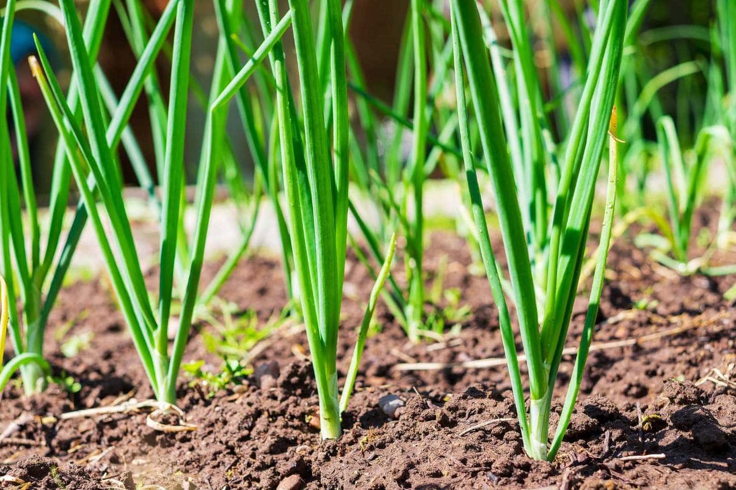 How to Plant and Grow Onions From Seed, Sets, or Seedlings ~ Homestead ...