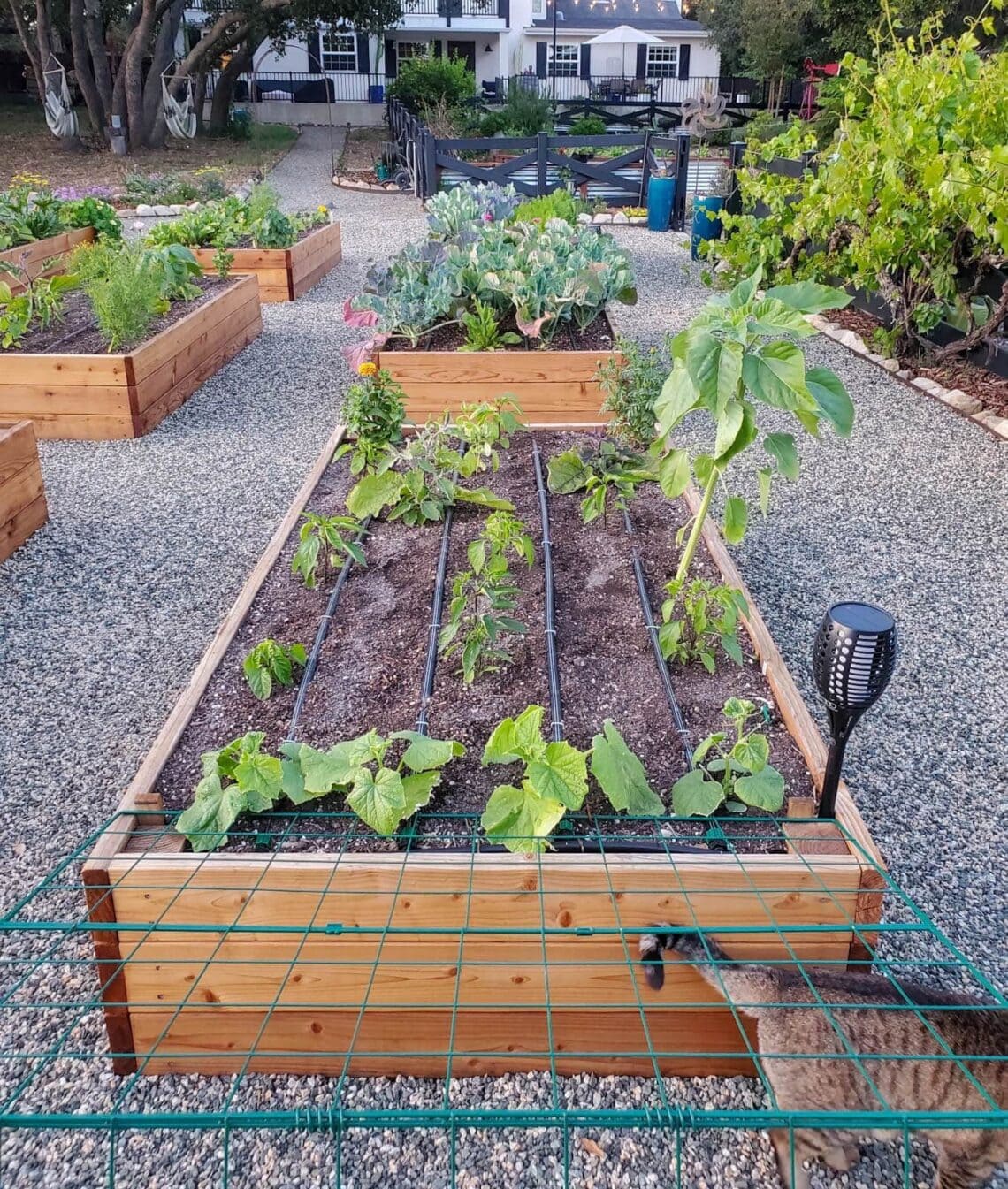 How to Plant and Grow Cucumbers: Tips for Success and Big Harvests ...
