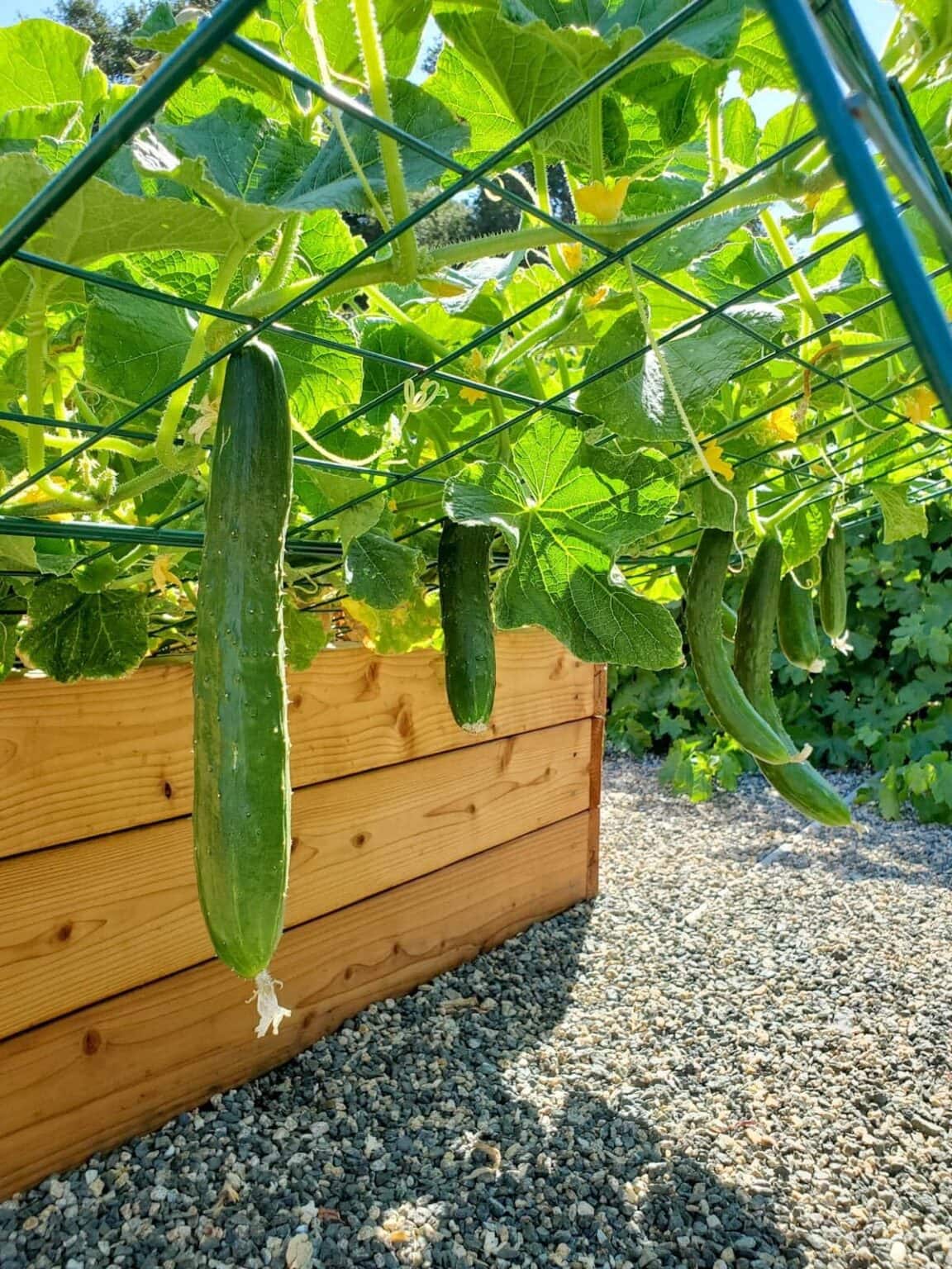 How to Plant and Grow Cucumbers: Tips for Success and Big Harvests ...