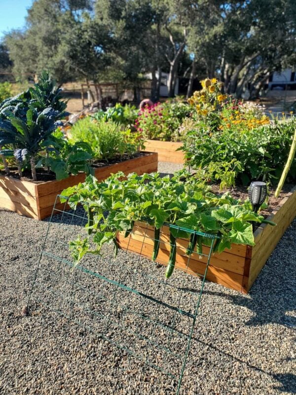 How to Plant and Grow Cucumbers: Tips for Success and Big Harvests ...