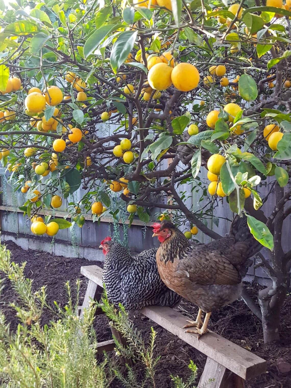 Preserved Lemons Recipe (How to Make Salt Pickled Lemons) ~ Homestead ...