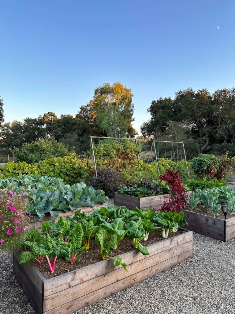 The Best Fall Garden Vegetables to Grow (Our Favorite Varieties ...