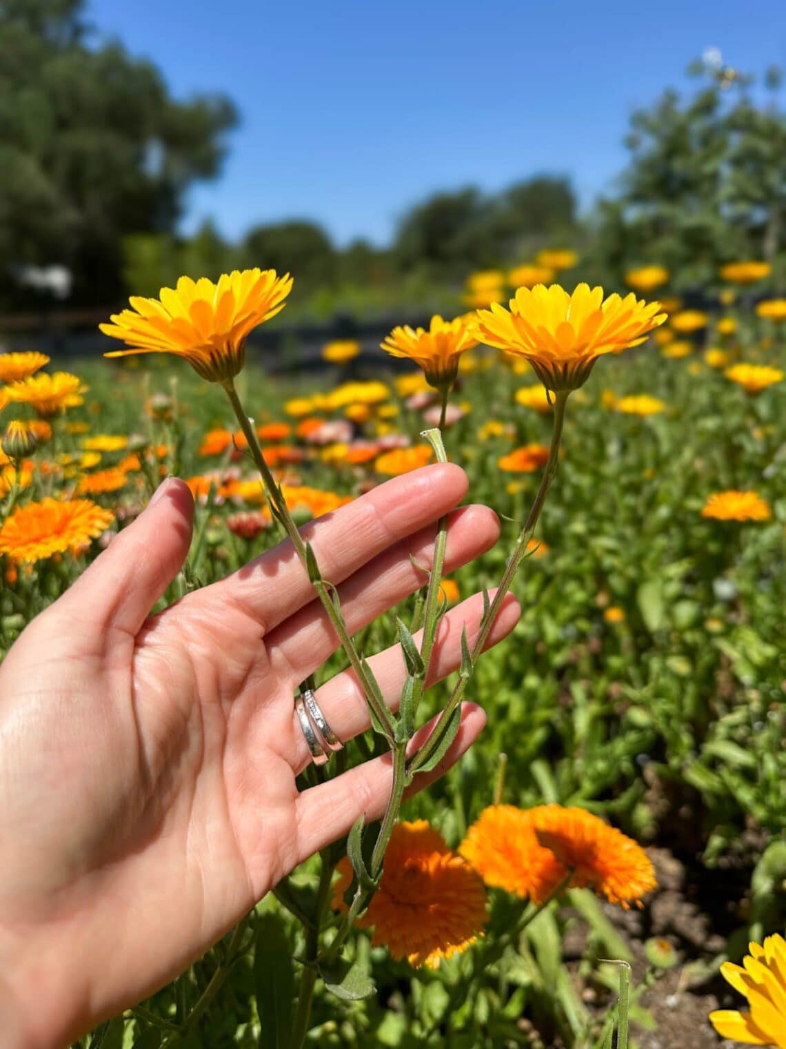 How to Deadhead Flowers for More Blooms and Healthier Plants (Photos ...