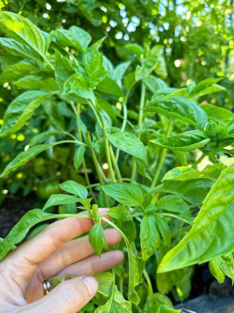 How to Prune and Harvest Basil for More Productive Plants (With Photos ...