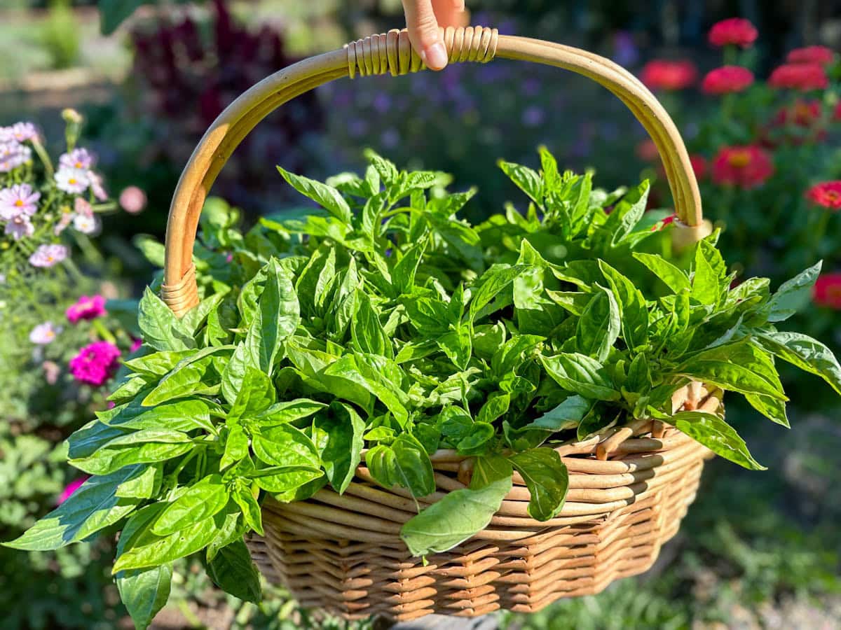 How to Prune and Harvest Basil for More Productive Plants (With Photos ...