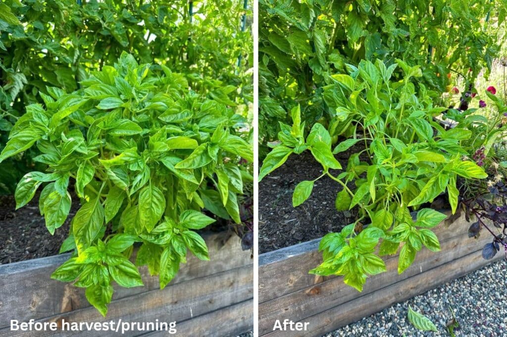 How to Prune and Harvest Basil for More Productive Plants (With Photos) ~ Homestead and Chill