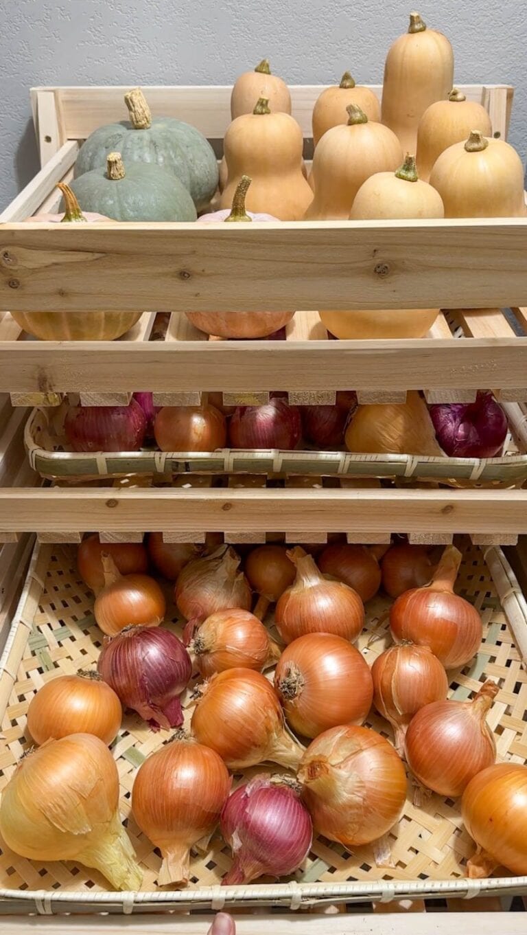 When to Harvest Onions and How to Cure Them for Storage ~ Homestead and ...