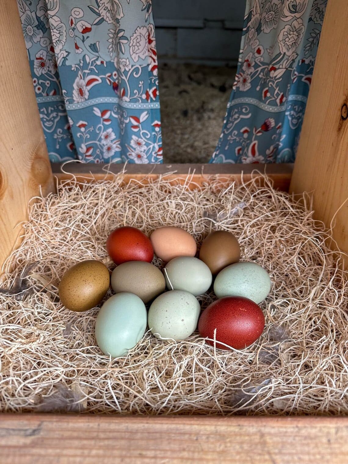 Top 10 Chicken Coop Supplies That Will Make Your Life Easier ...