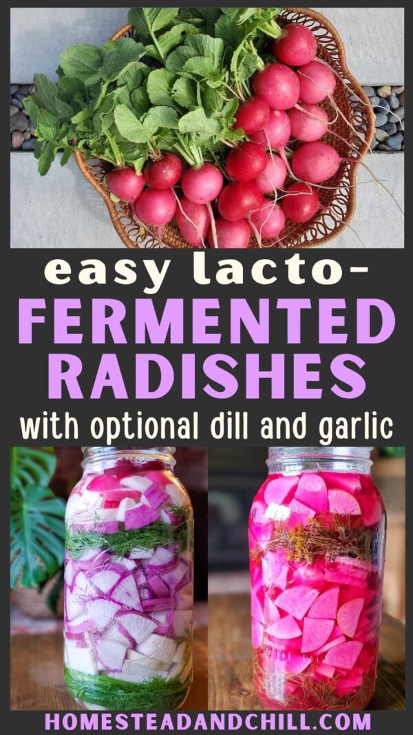 Easy Fermented Radishes Recipe with Dill and Garlic ~ Homestead and Chill